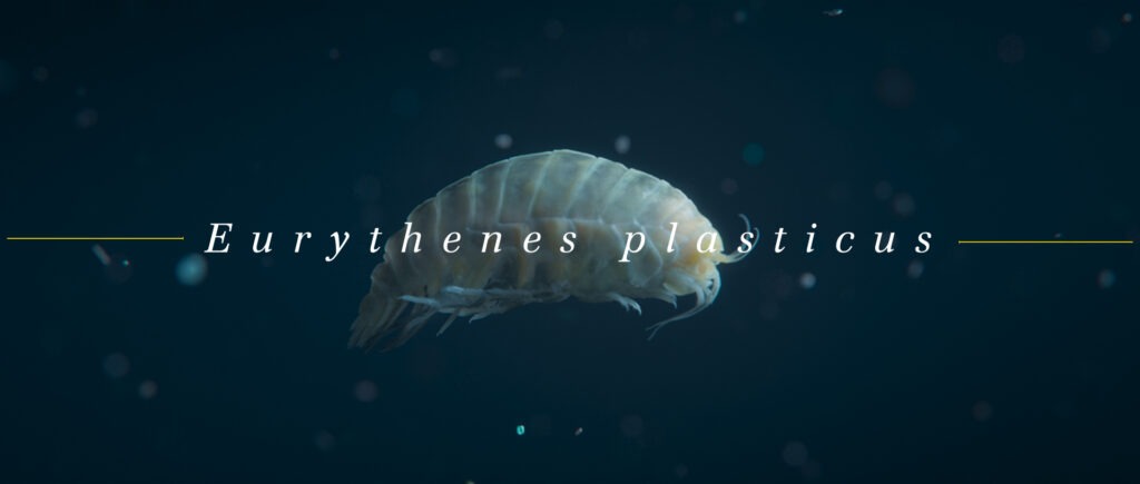 Eurythenes Plasticus | HANZOHANZO Designer & Director